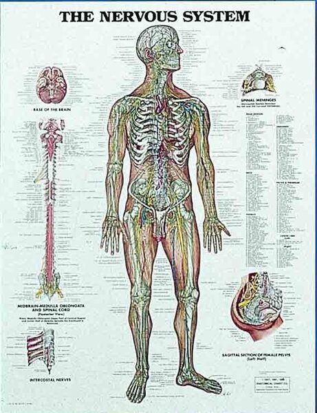 Nervous System Wall Chart | HCE