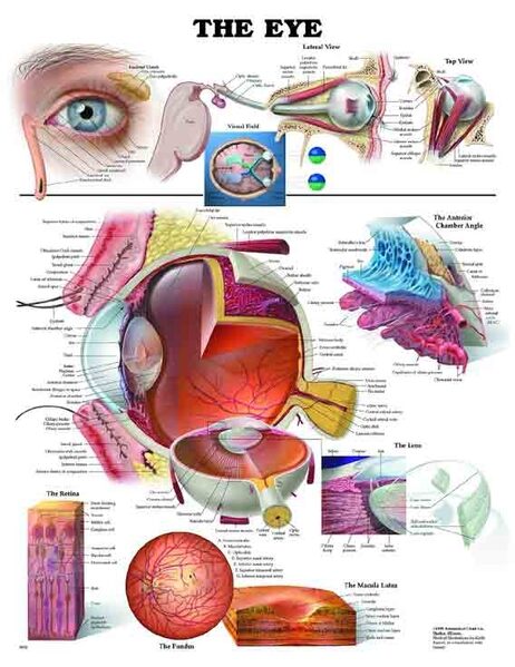 The Eye Wall Chart | HCE
