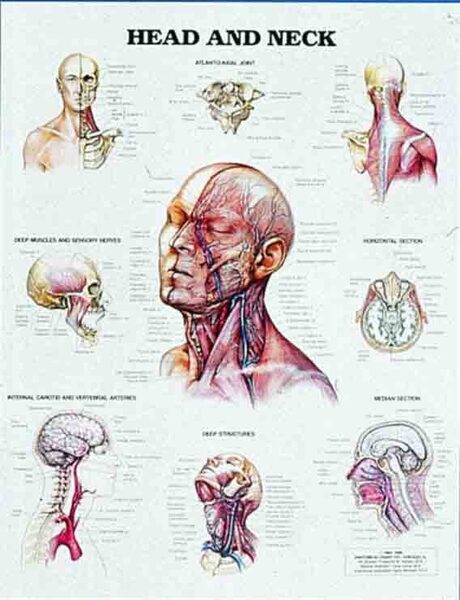 The Head And Neck Wall Chart | HCE