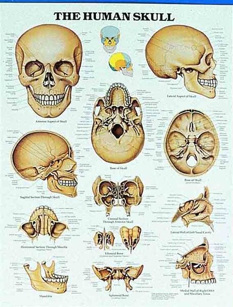 The Human Skull Wall Chart | HCE
