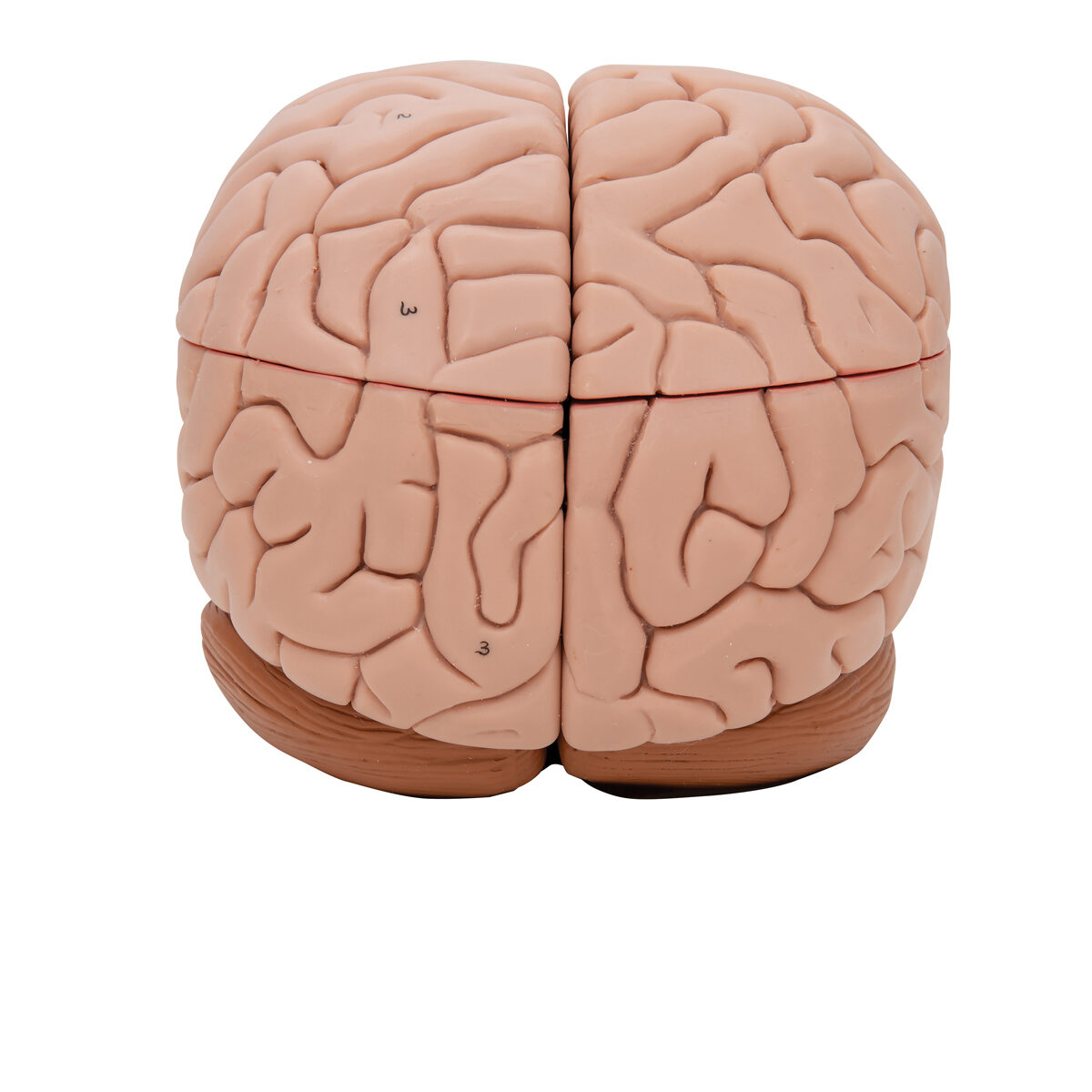 UK 3B Brain Model - 8 Part | HCE