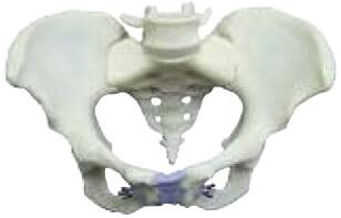ESP Articulated Pelvis, Female Model | HCE