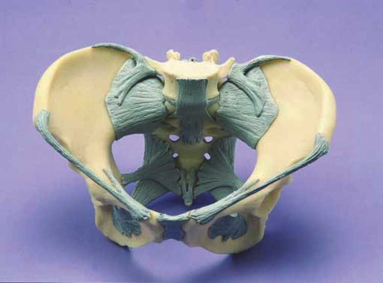 ESP Ligamented Pelvis, Female Model | HCE