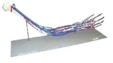 ESP Vascular Arm Model | HCE