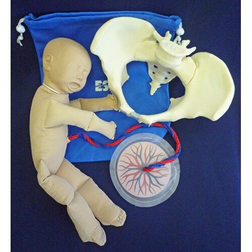 ESP Life Size Birth Model Set | HCE