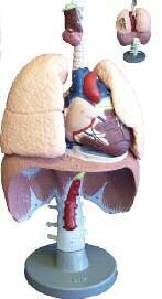 ESP Life Size Respiratory Organs Model | HCE