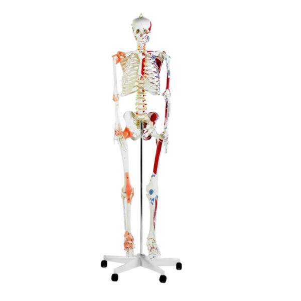 Disarticulated Half Human Skeleton Model | HCE