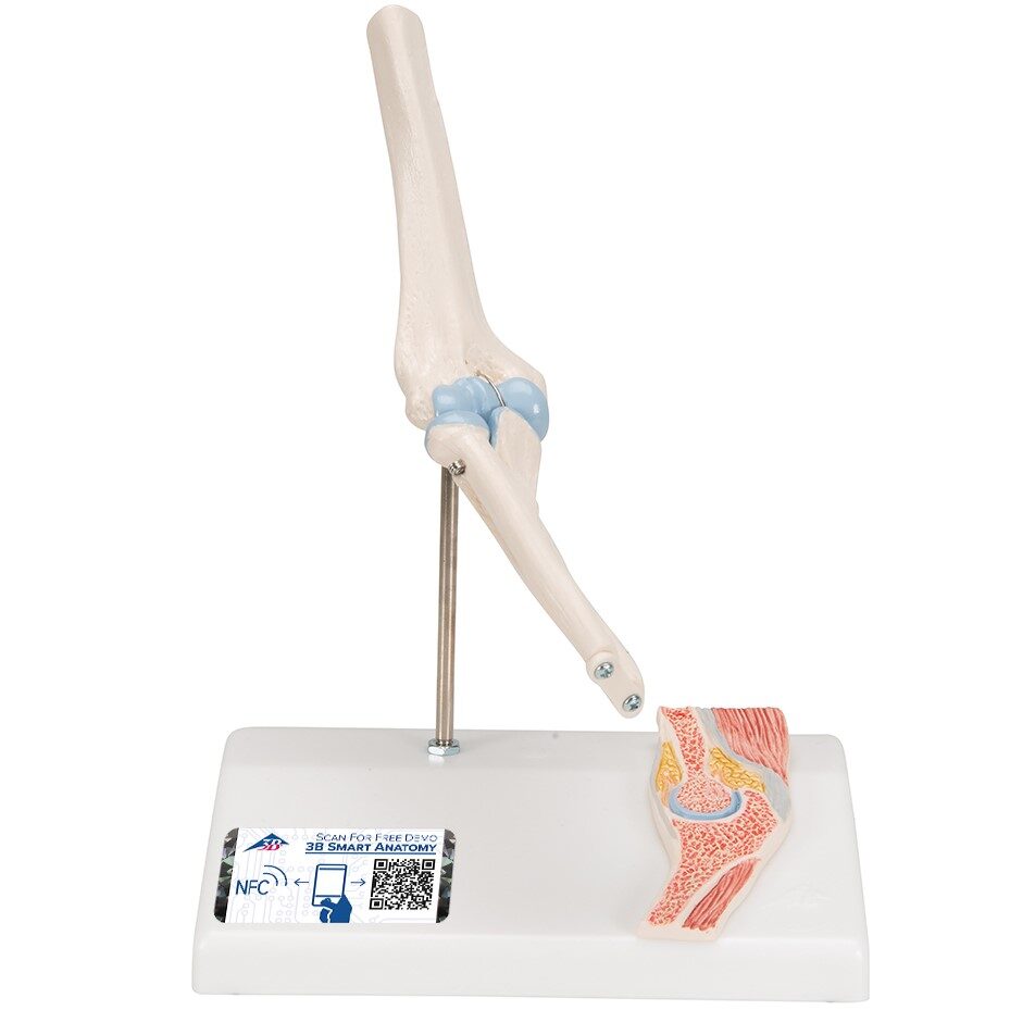 UK 3B Mini Elbow Joint with cross-section on base | HCE