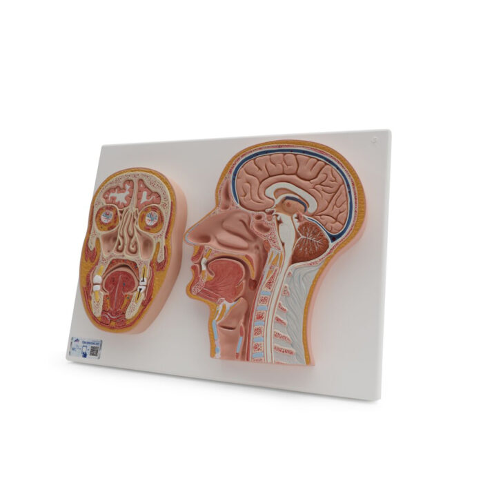 UK 3B Median and Frontal Section of the Head | HCE