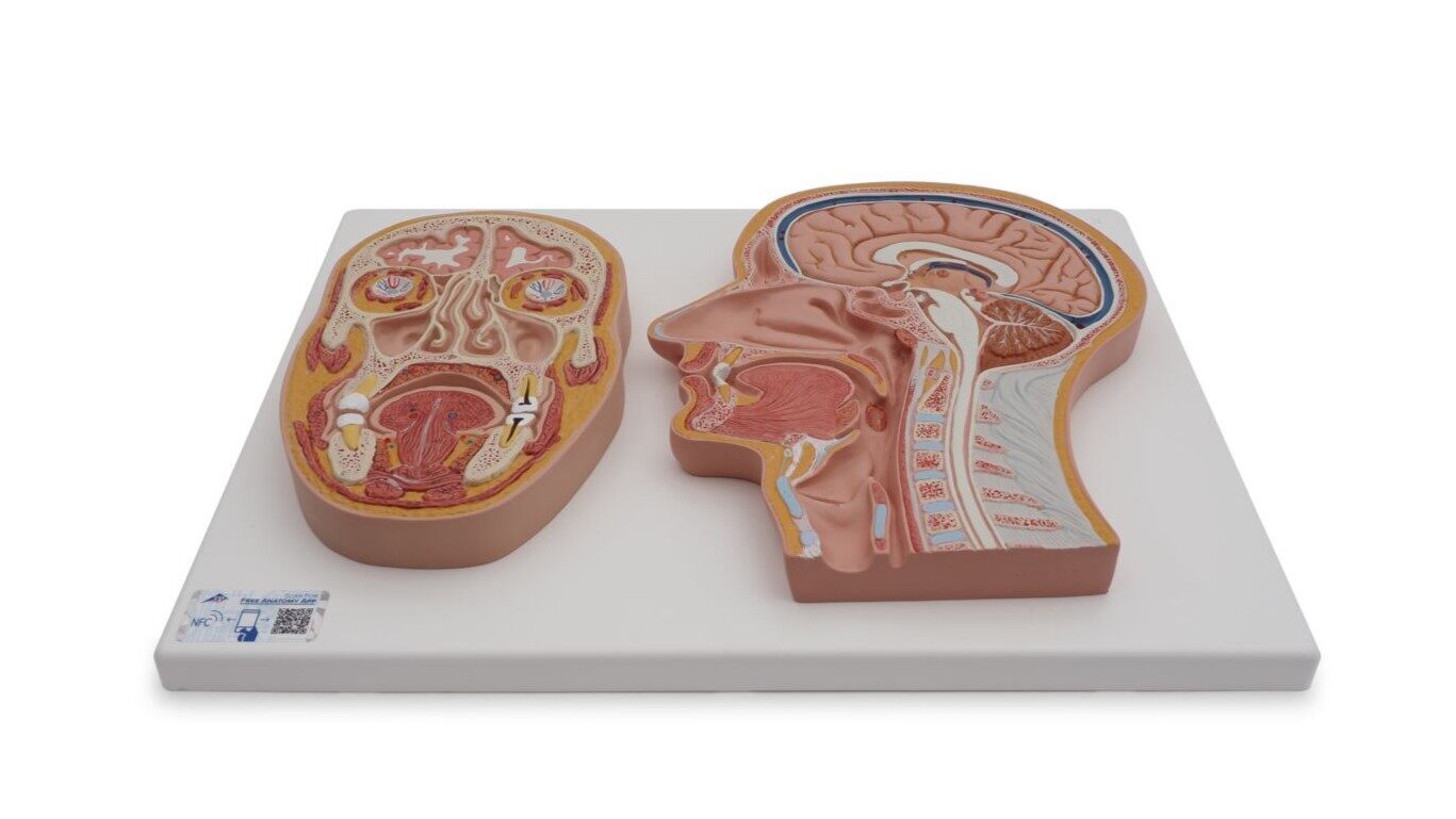 UK 3B Median and Frontal Section of the Head | HCE