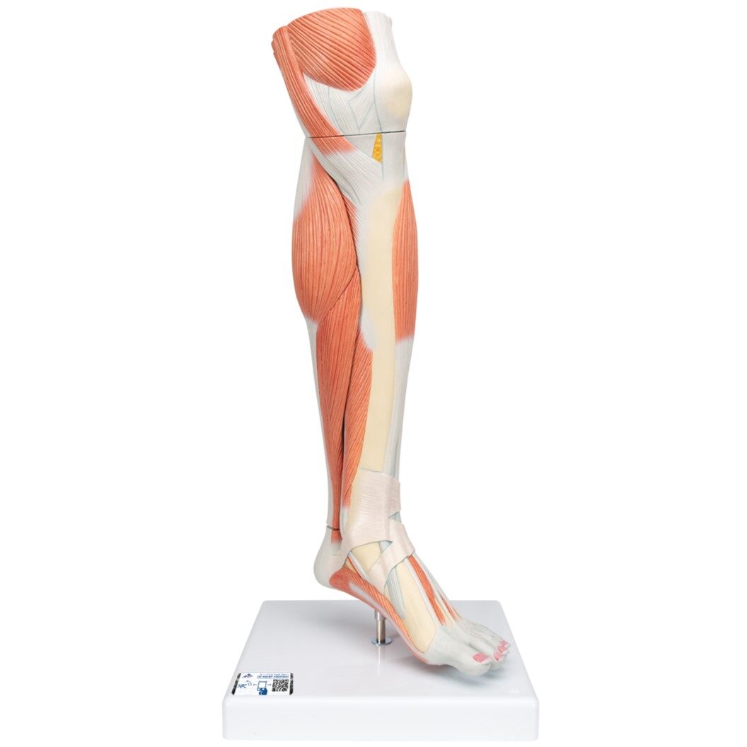 UK 3B Lower Muscle Leg with detachable Knee | HCE