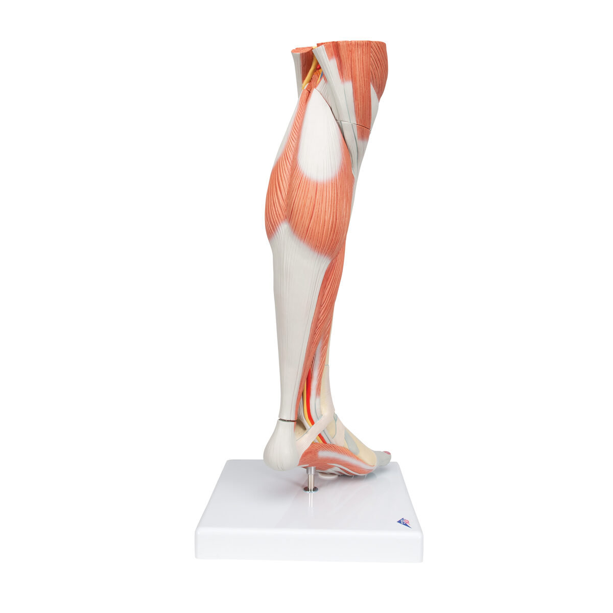 UK 3B Lower Muscle Leg with detachable Knee | HCE