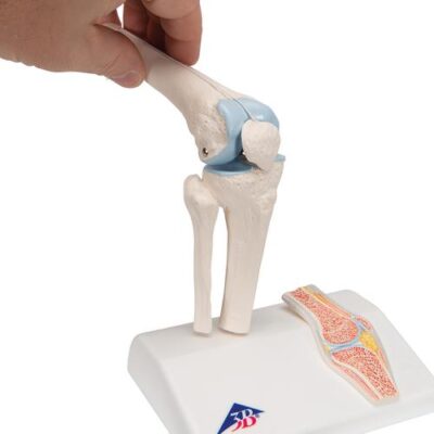 UK 3B Mini Knee Joint with Cross-Section on Base | HCE